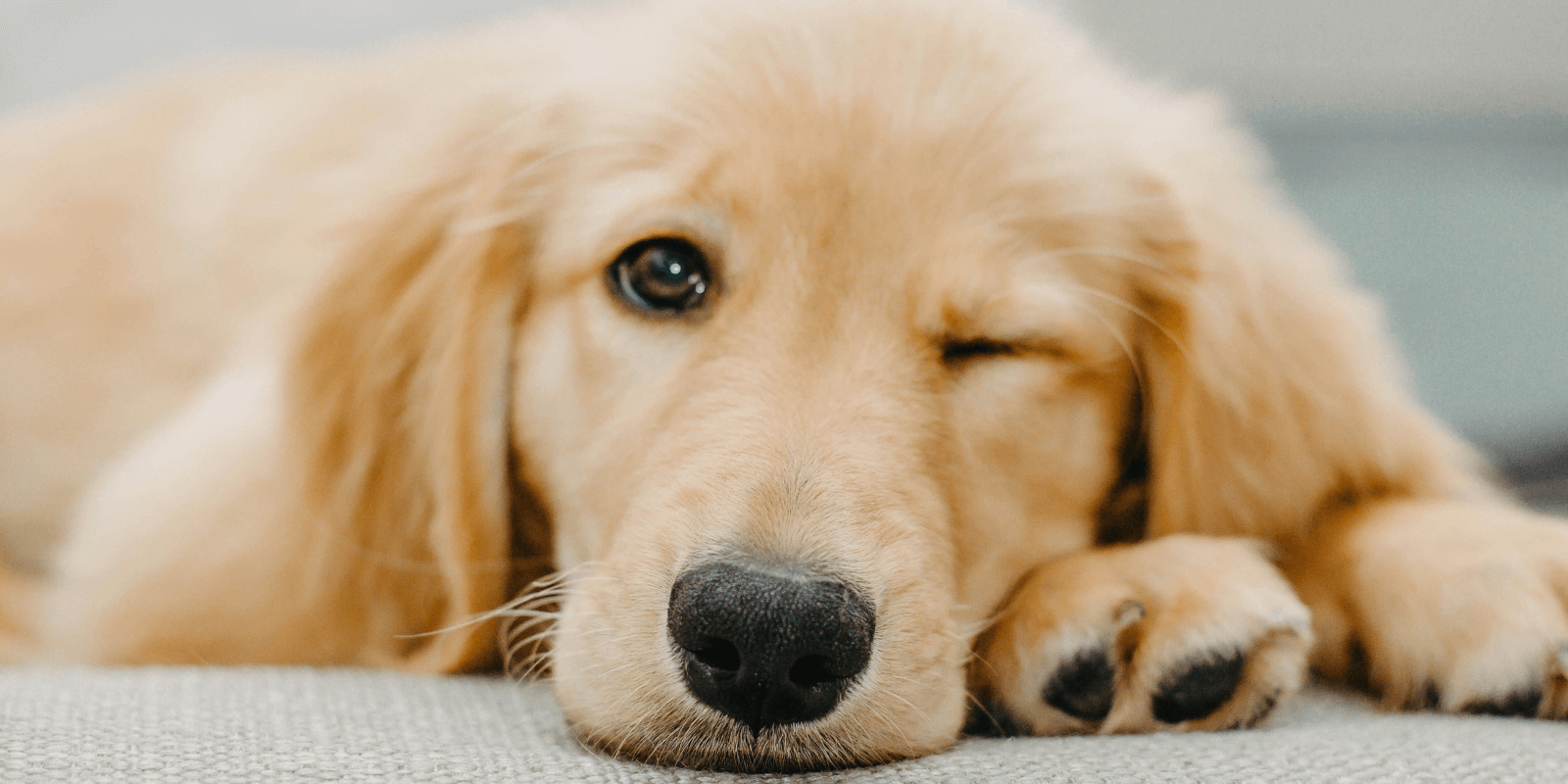 14 Most Common Golden Retriever Health Issues